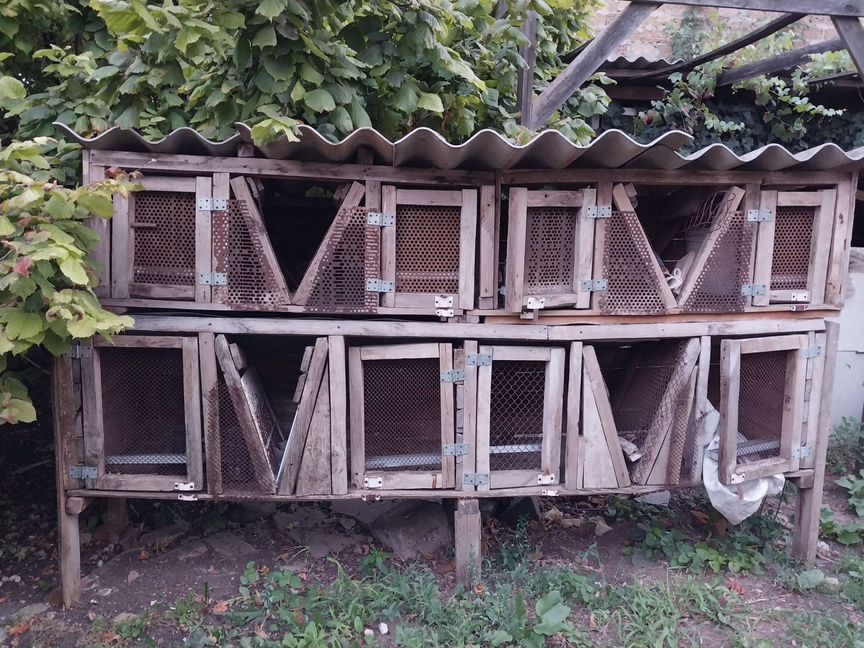 Крольчатня