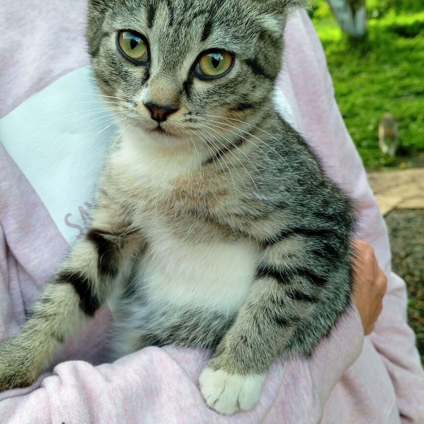 Котенок