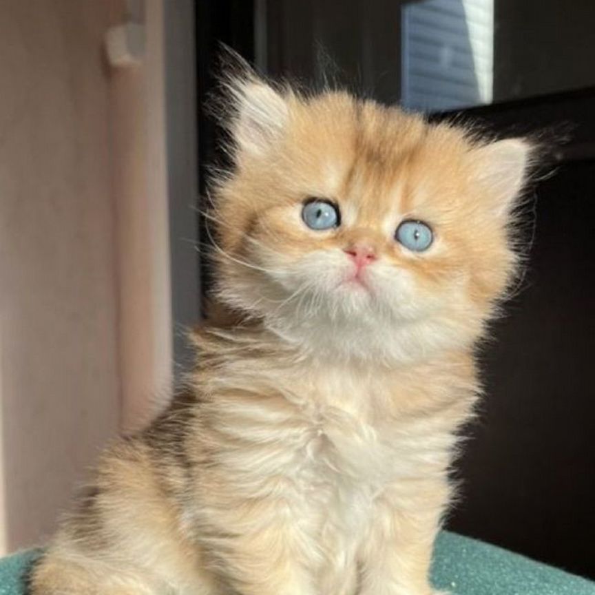Возьму котенка