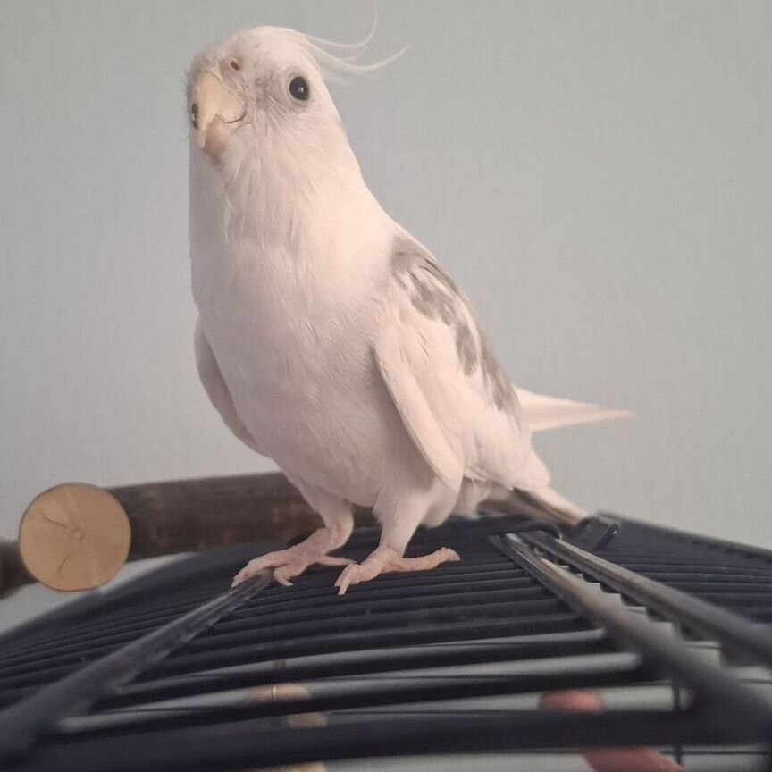 Попугай корелла мальчик (есть клетка)