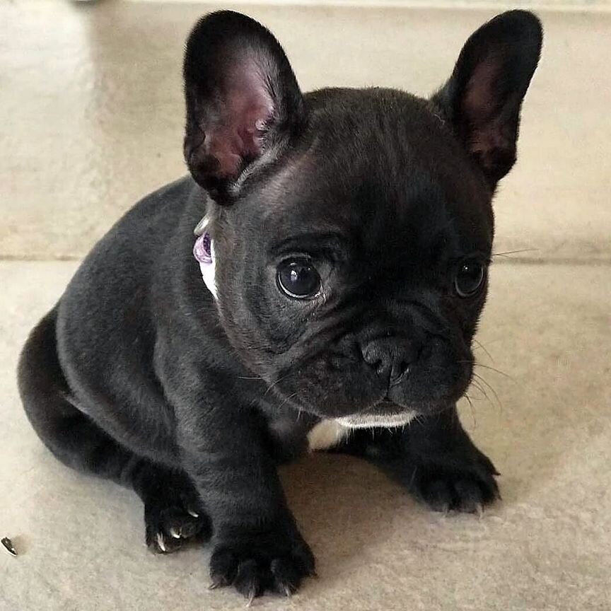 Французский бульдог