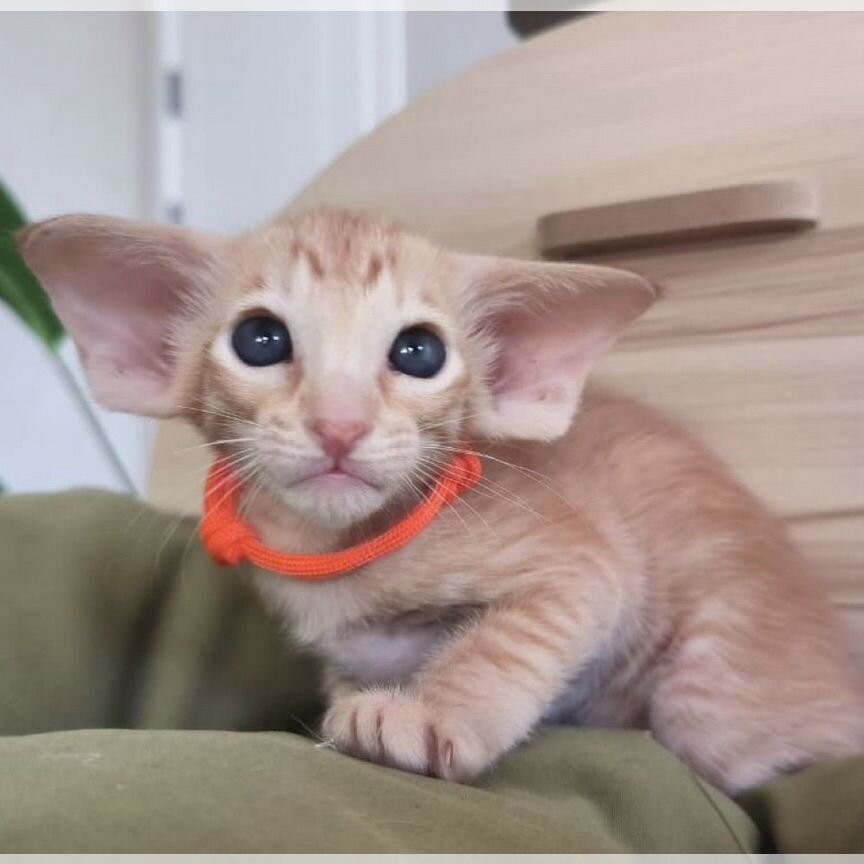 Ориентальный котёнок