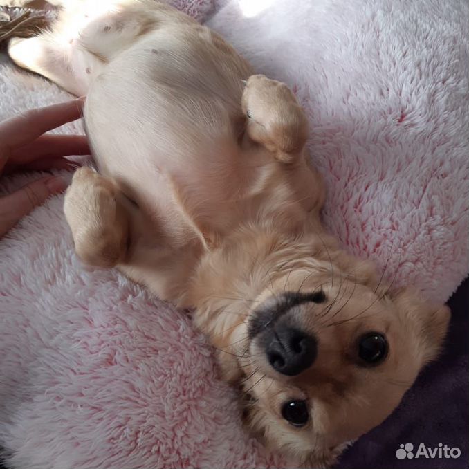 Отдам собачку мелкой породы