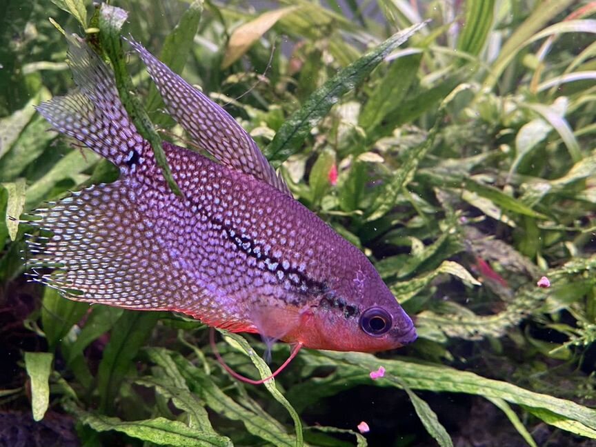 Гурами жемчужный самец