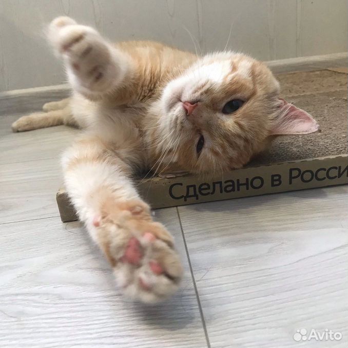 Рыжий кот несколько лет жил один в доме