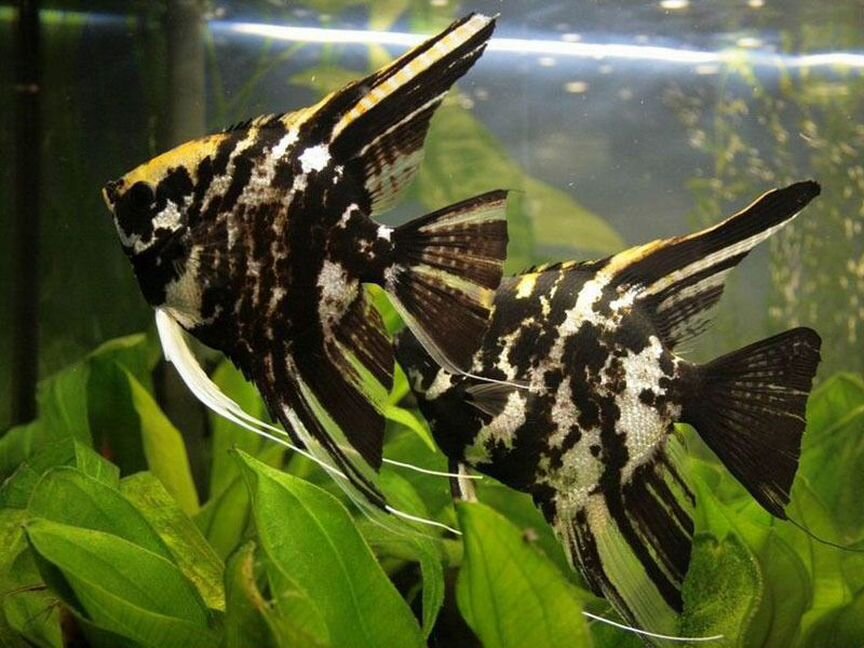 Скалярии мраморные