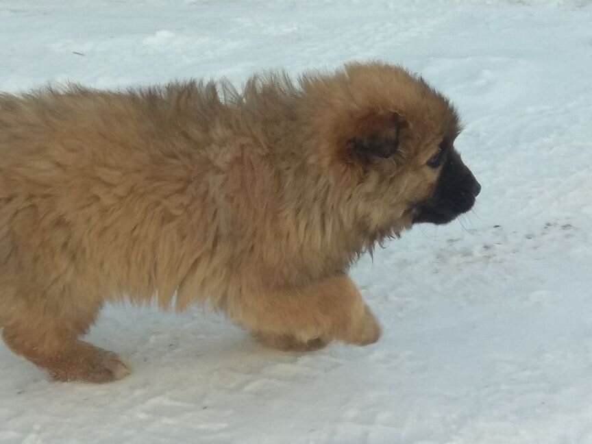 Щенки дворняжки