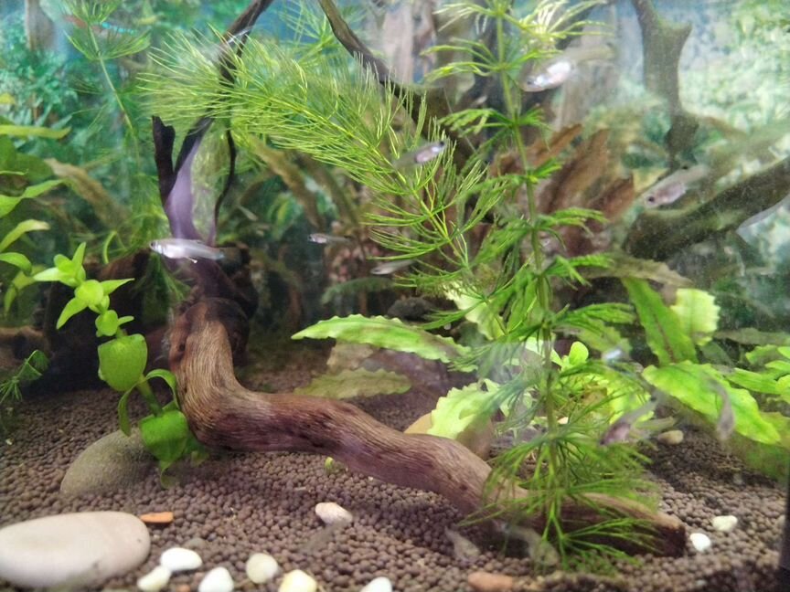 Гуппи (малёк), креветки, роголистник