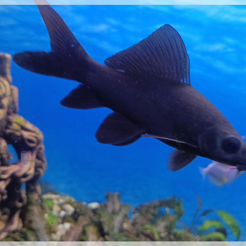 Рыбка лабео