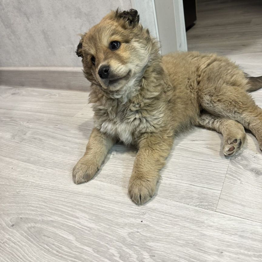 Щенок в добрые руки мальчик