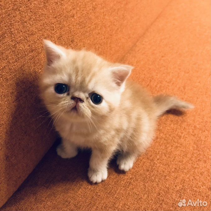 Экзотические короткошерстные котята