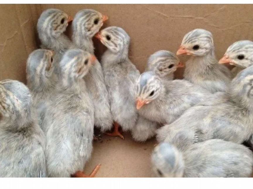 Цесарки