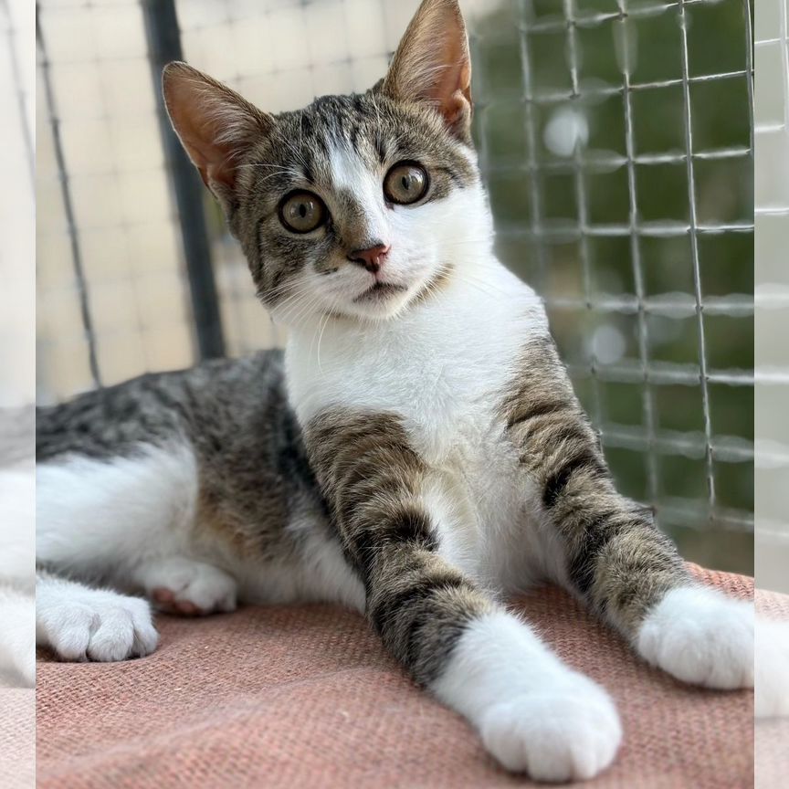 Котёнок девочка 4,5 мес