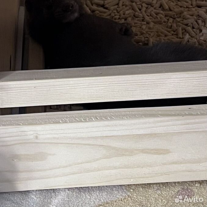 Щенки норки