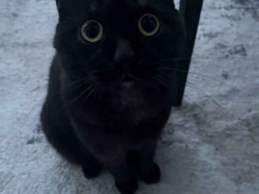 Самый добрый и душевный кот в добрые руки