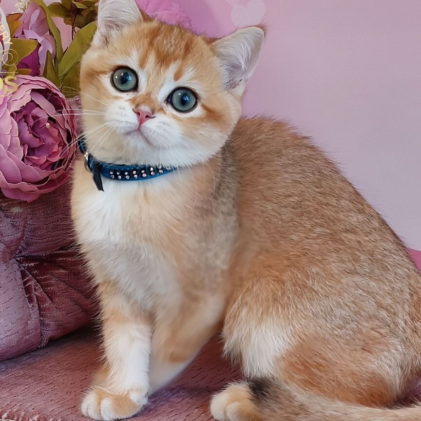 Шотландский прямоухий короткошёрстный котёнок