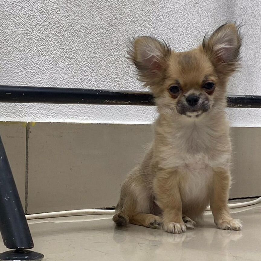 Чихуахуа, щенок