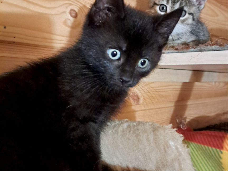 Котята 2 мес ищут дом бесплатно