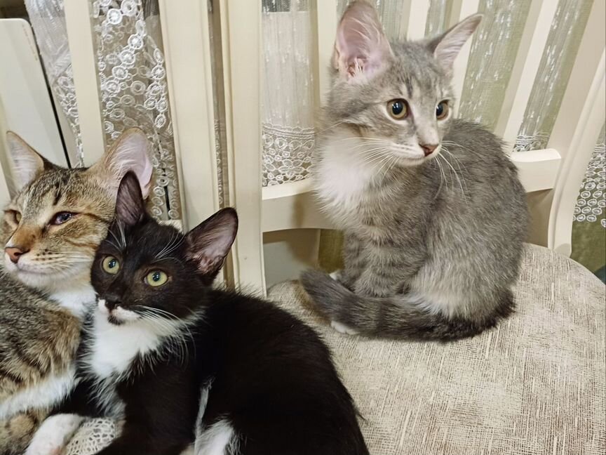 Котята