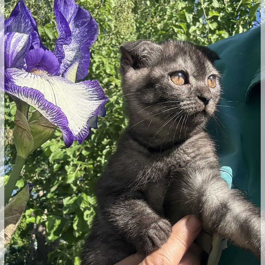 Шотландский вислоухий короткошёрстный котёнок