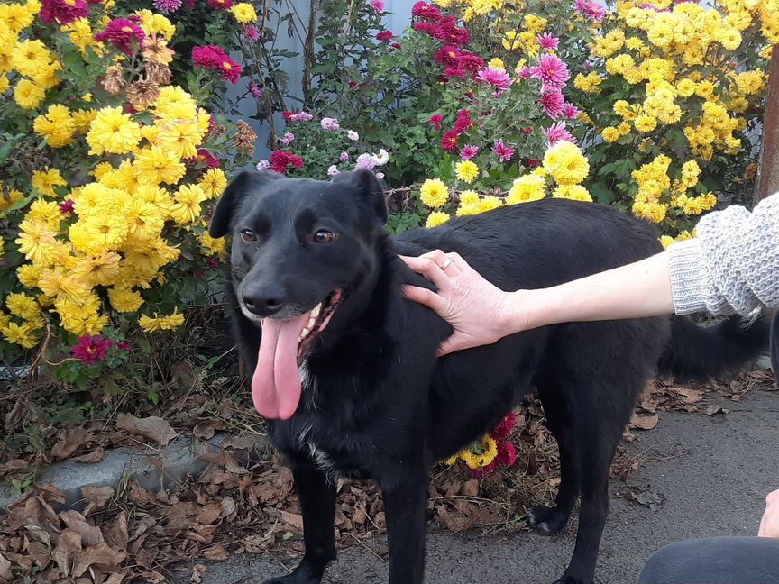 Классная собака в самые добрые руки