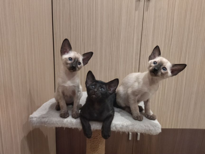 Ориентальные котята