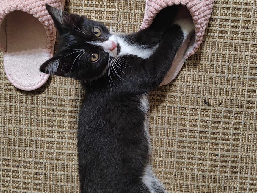 Малышка котенок Лея в поиске дома