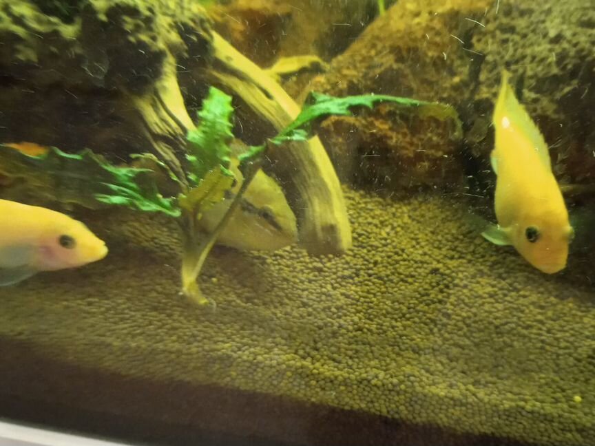 Подростки красной зебры