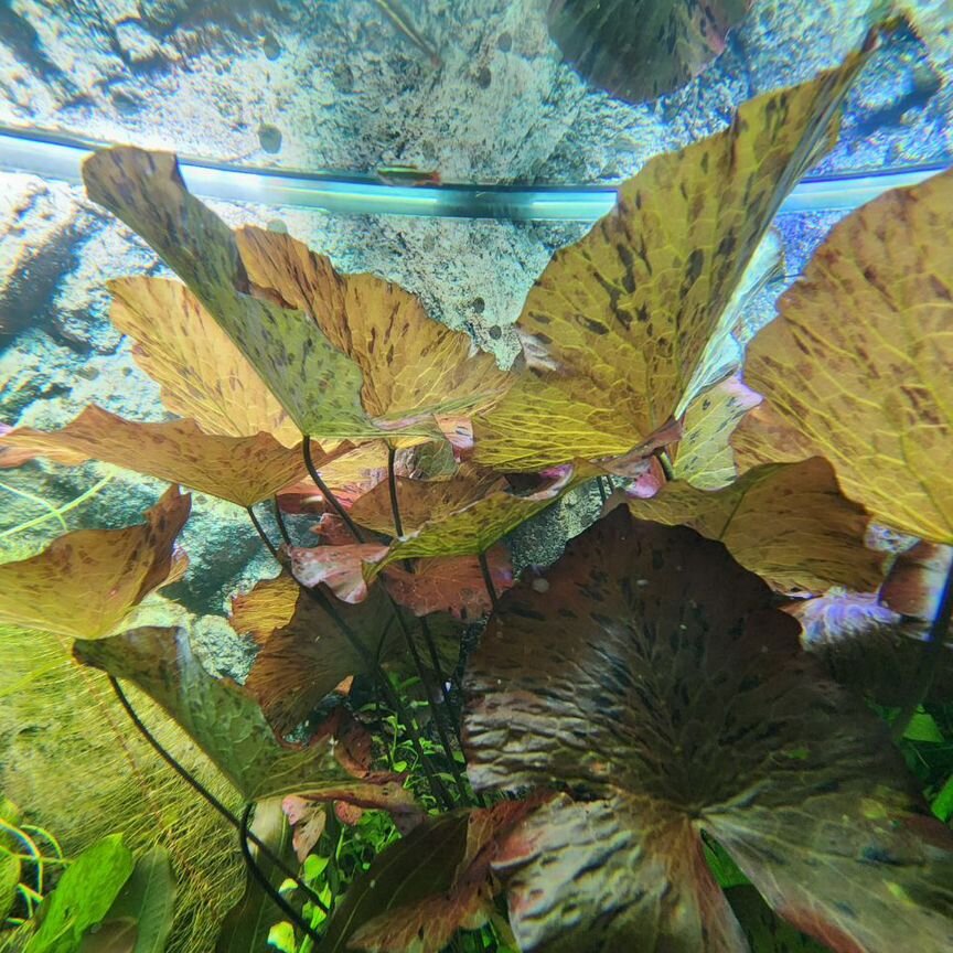 Нимфея тигровая