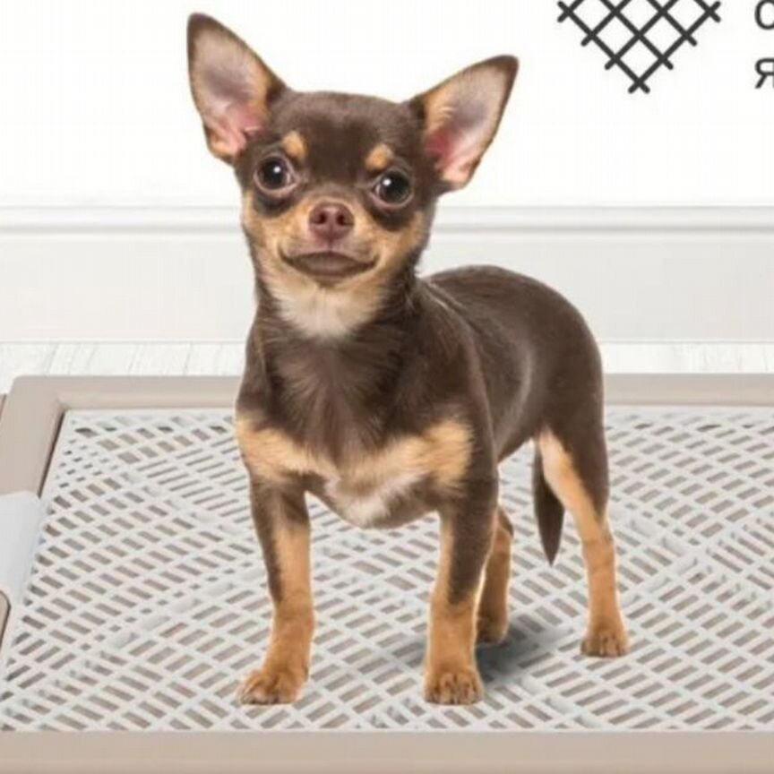 Лоток под пеленку собаке