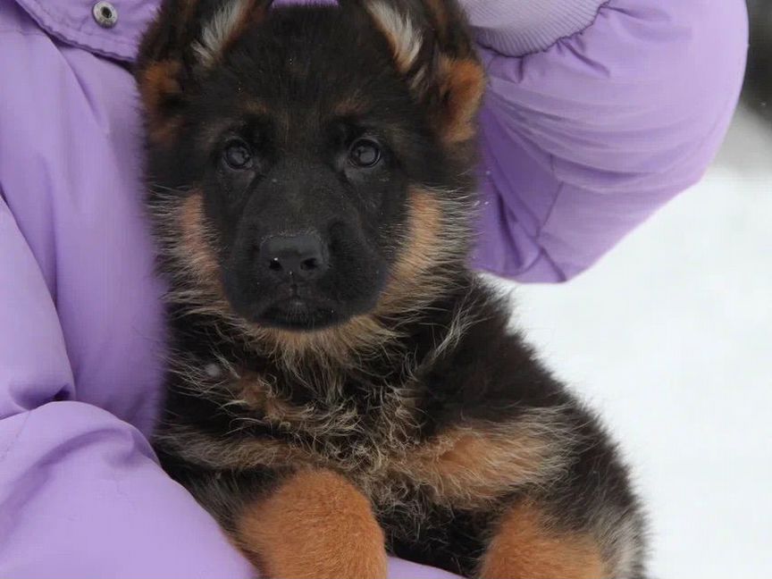 Щенок немецкой овчарки. Кобель. 2 месяца