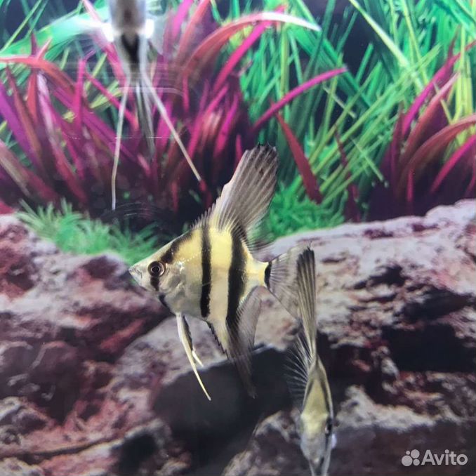 Скалярия альтум аквариумная рыба