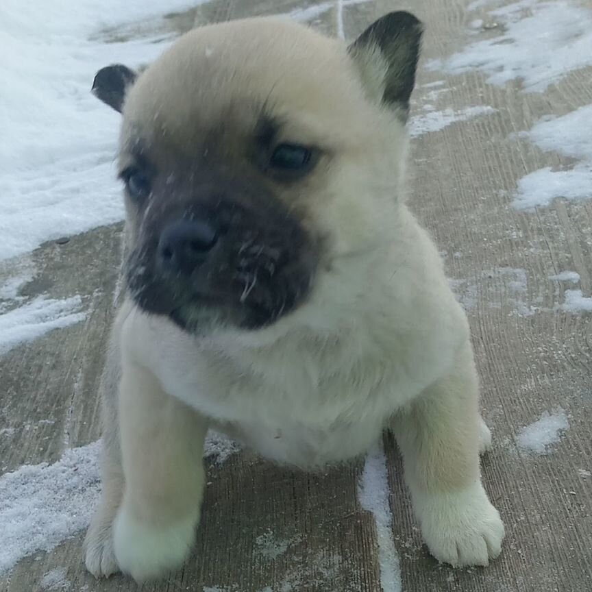 Щенок в добрые руки