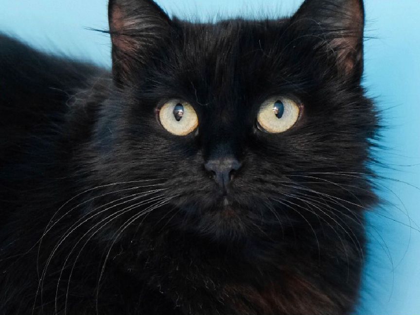 Кошка Эмма, без единого белого пятнышка