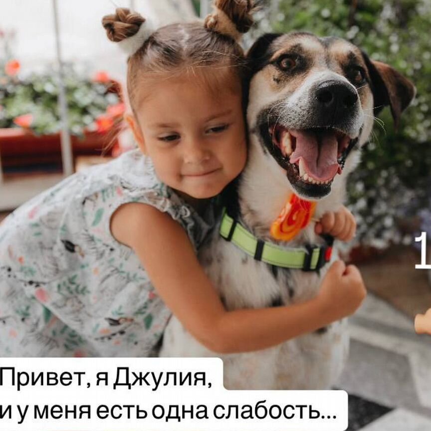 Взрослая собака в добрые руки