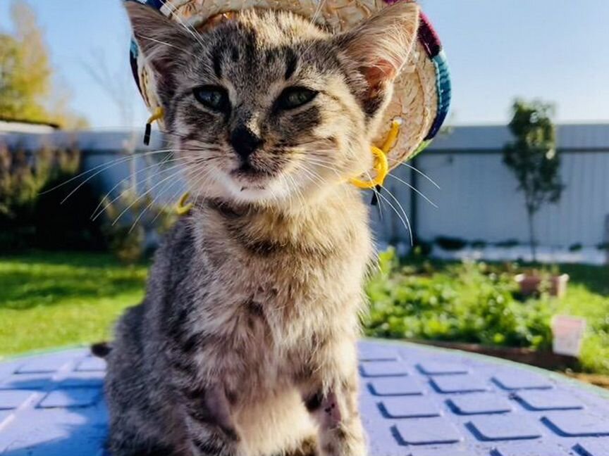 Котенок мальчик бесплатно