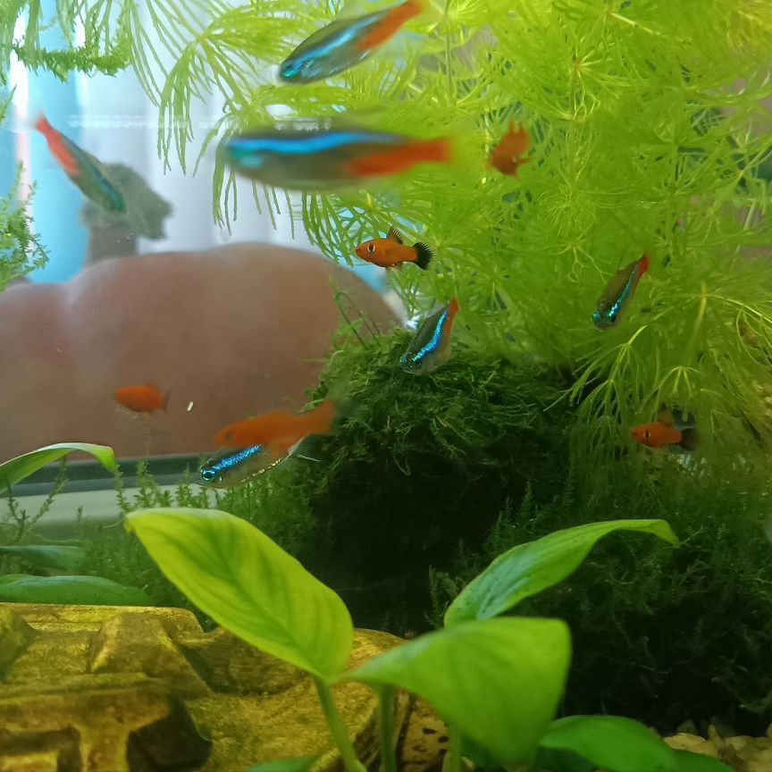 Меченосцы подростки