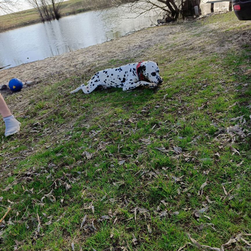 Далматинец