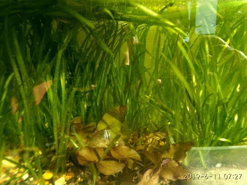 Валлиснерия