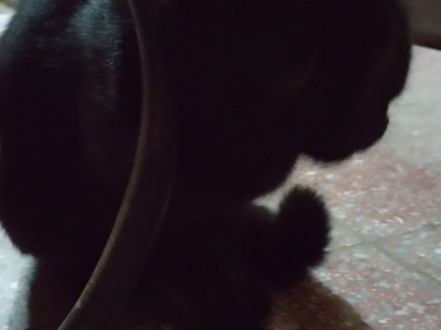 Найдена кошечка.Бурма или метис бурма