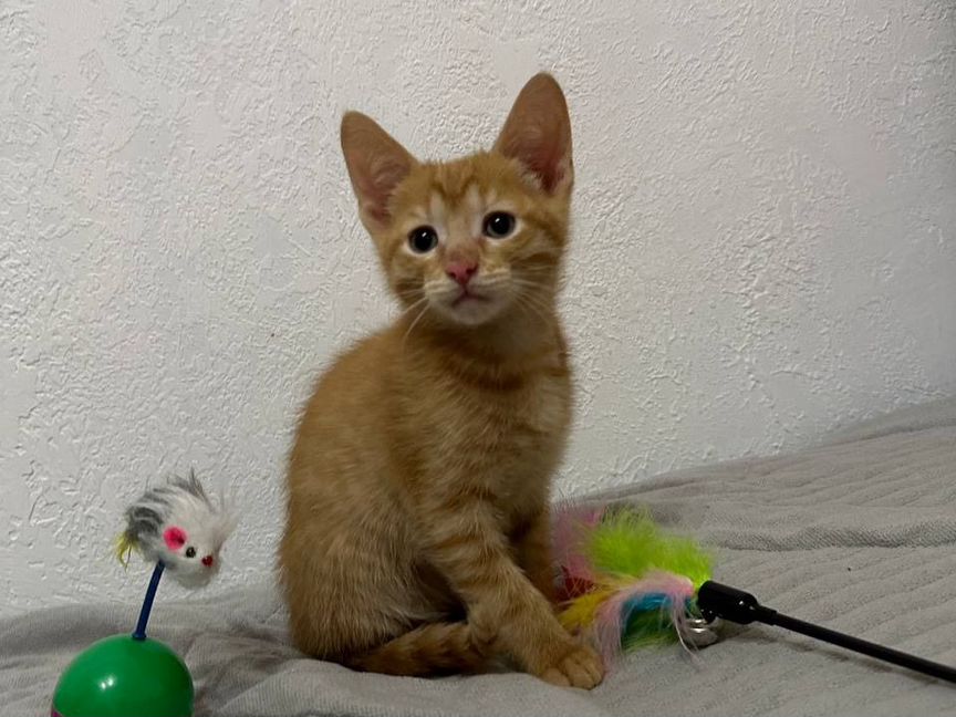 Кошки