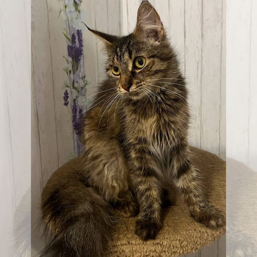 Мейн-кун, взрослая кошка