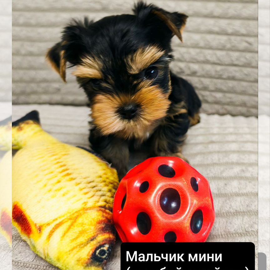 Йоркширский терьер, щенок