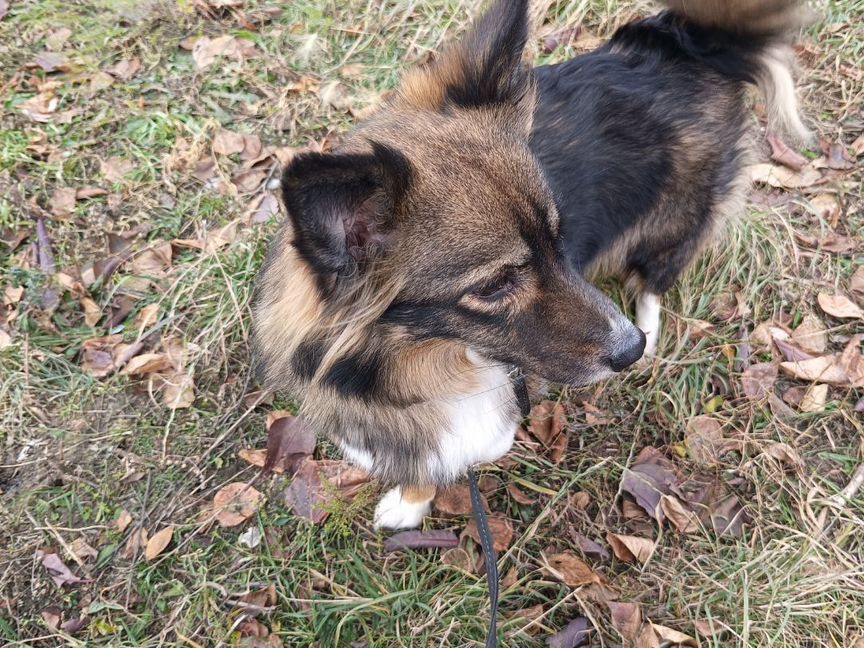 Отдам собаку в добрые руки