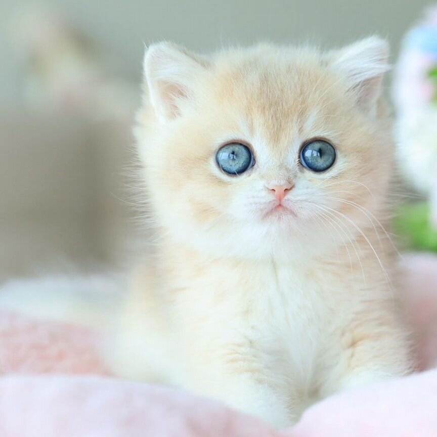 Британский короткошёрстный котёнок