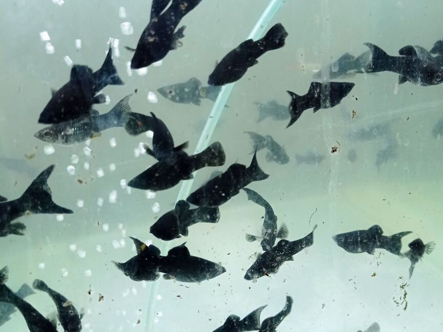 Рыбки моллинезия