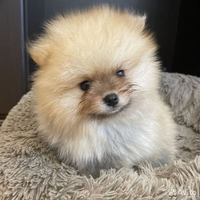 Щенки шпица мини