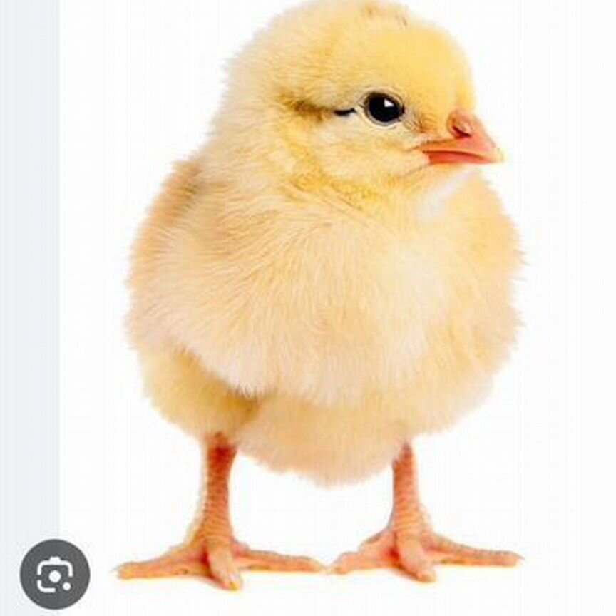 Домашние животные птицы