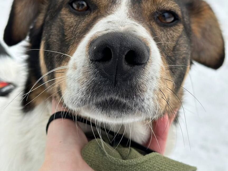 Весёлый пёс Джаггер попал в приют