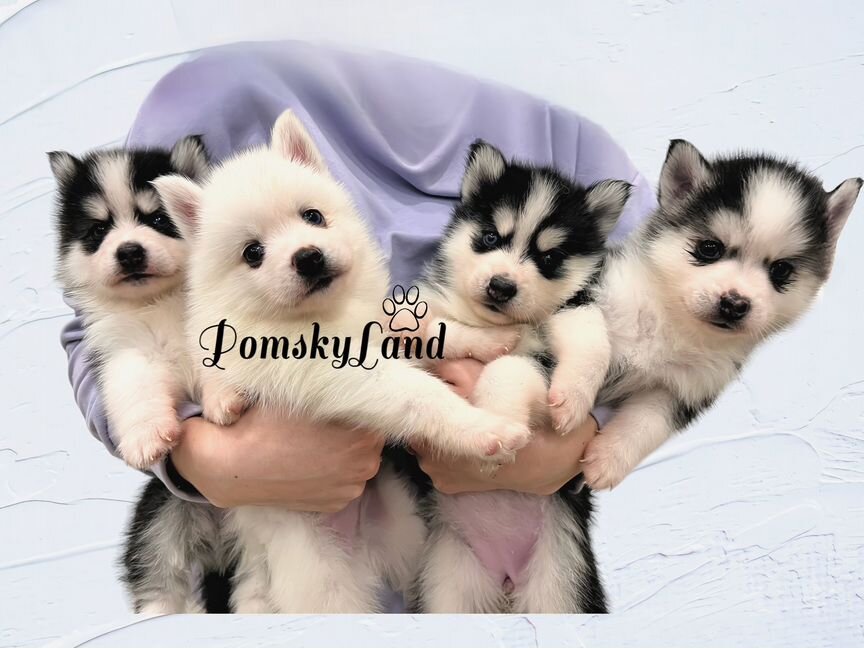 Помски Резерв щенков